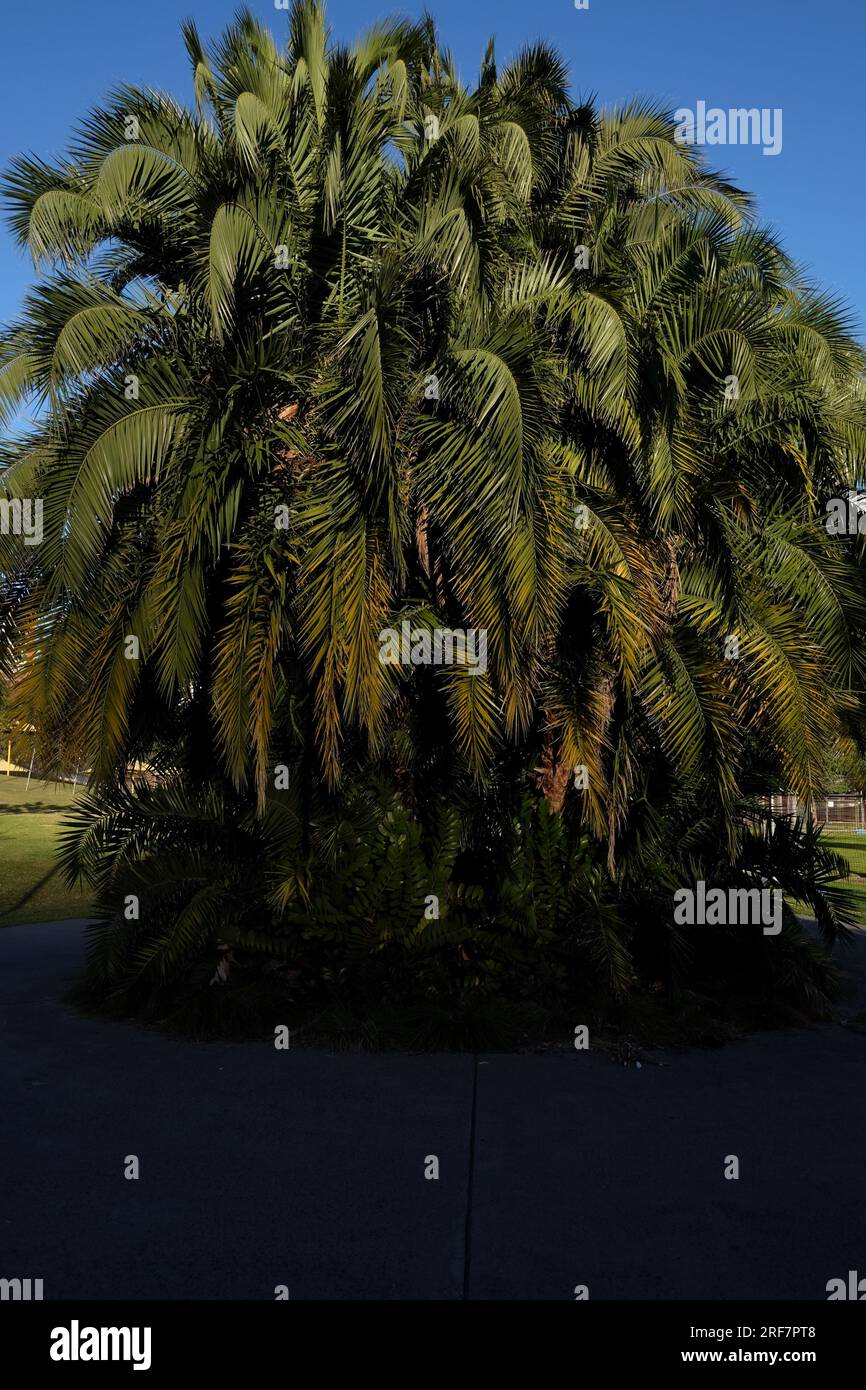 Stand of palms in Prince Alfred Park, Sydney looking like a green ...