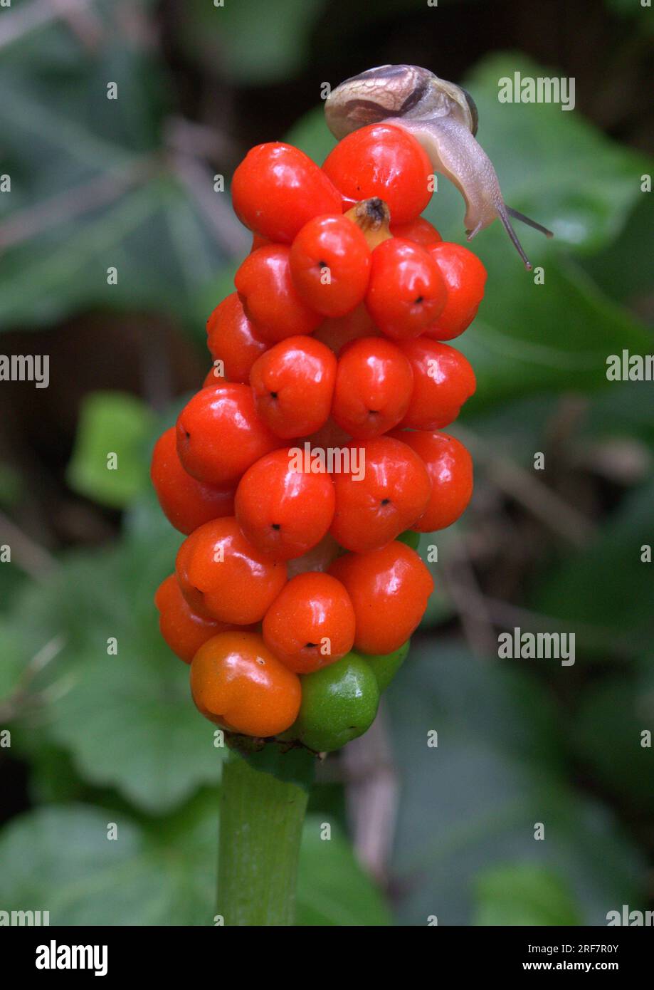 Poisonous red berries hi-res stock photography and images - Alamy