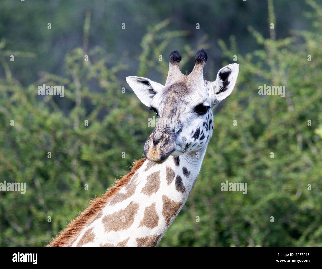 A female Giraffe watches her surroundings. Blessed with acute vision ...