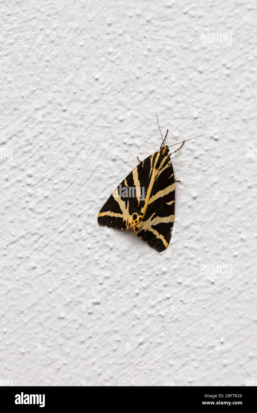 Jersey Tiger moth, Euplagia quadripunctaria, basking in the sunshine on ...