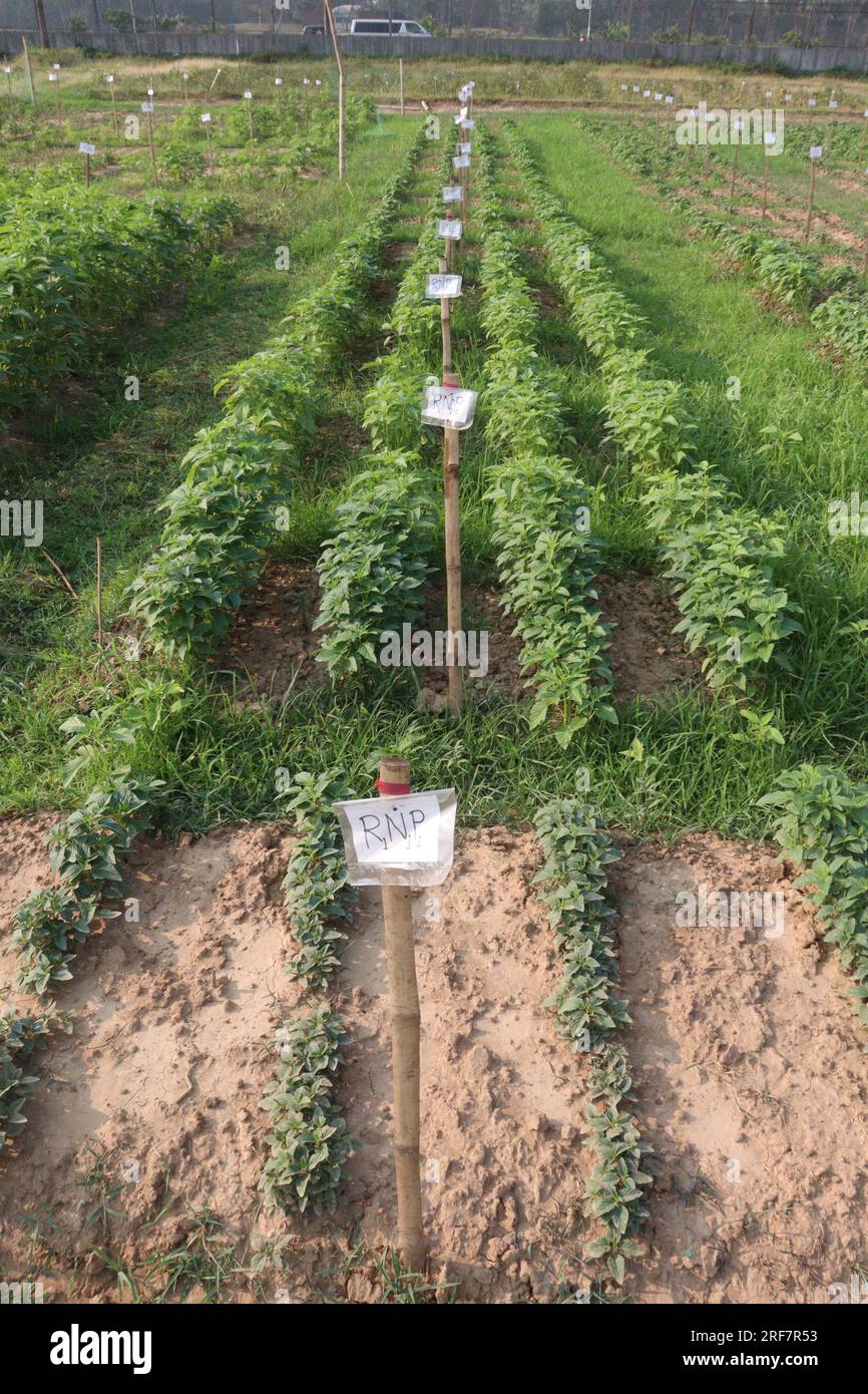 Sesamum tree plant on farm for harvest are cash crops Stock Photo - Alamy