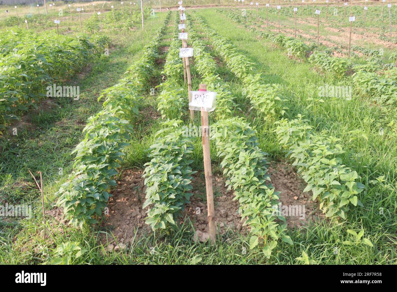 Sesamum tree plant on farm for harvest are cash crops Stock Photo - Alamy