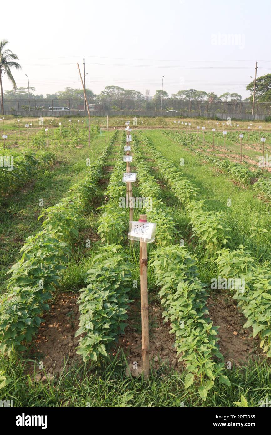 Sesamum tree plant on farm for harvest are cash crops Stock Photo - Alamy