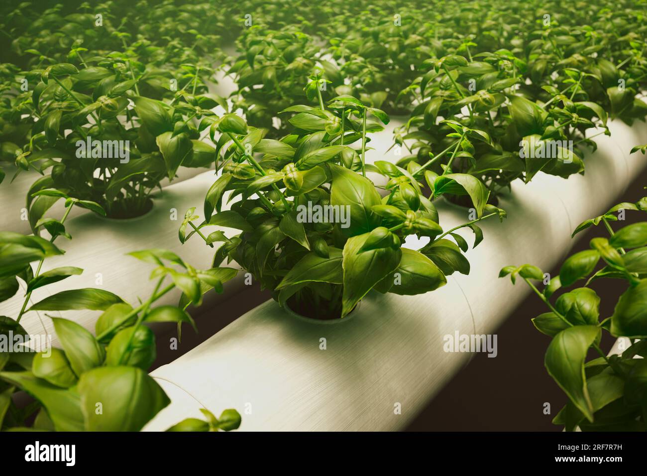 Hydroponic in the greenhouse.Aquaculture. Herb plantation with watering ...