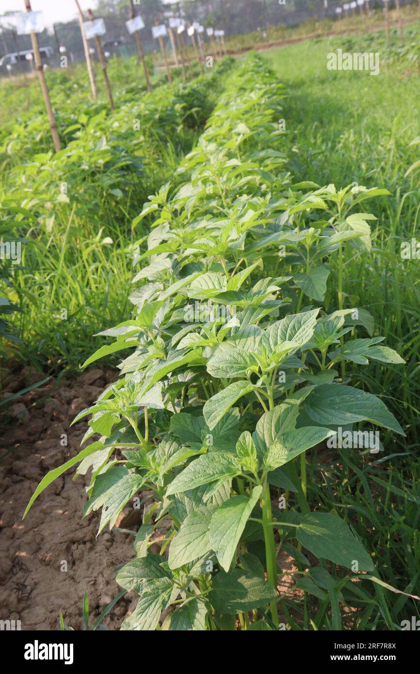 Sesamum tree plant on farm for harvest are cash crops Stock Photo - Alamy