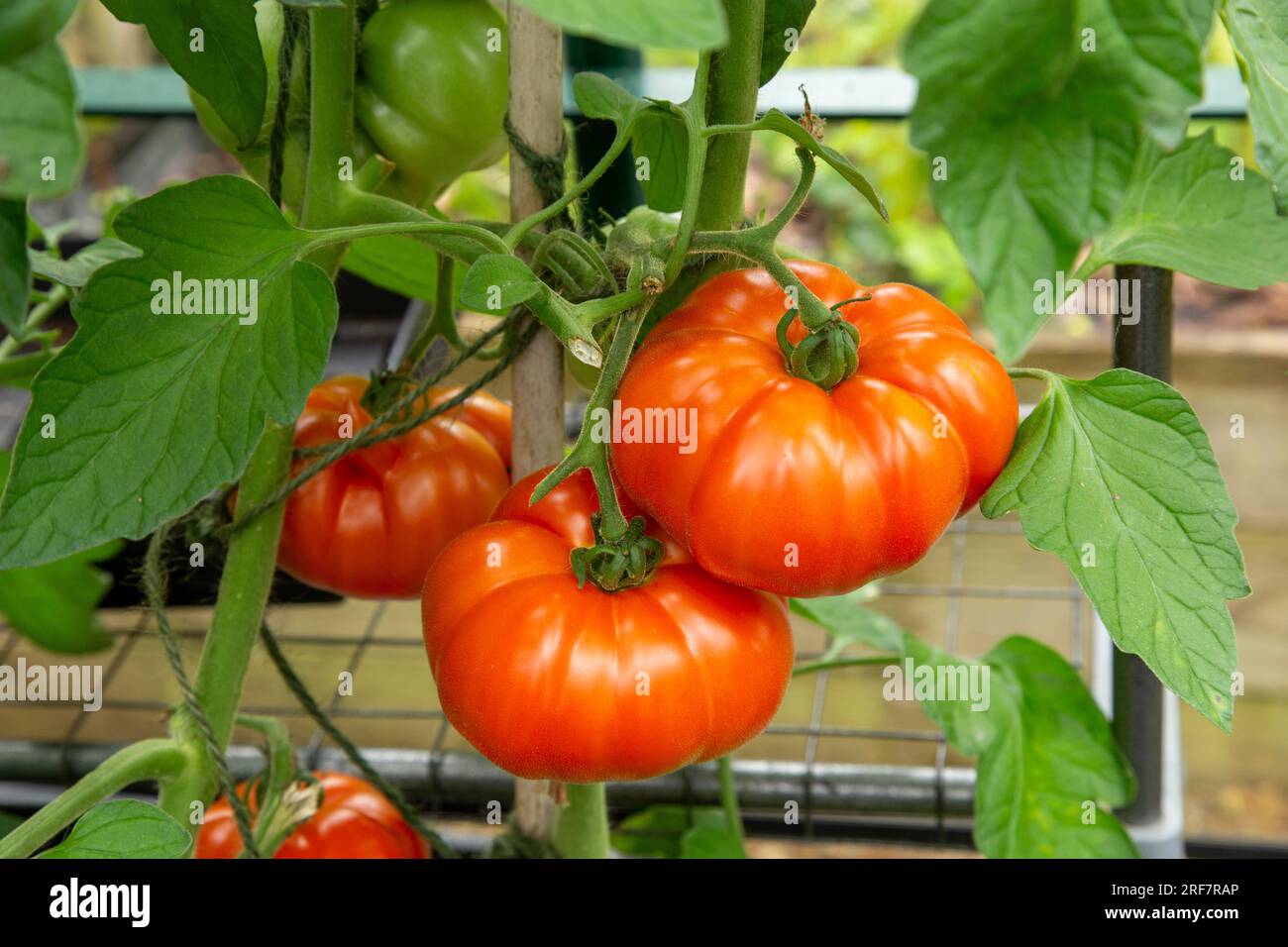 Beef tomato "Beefsteak" growing and ripening in a greenhouse in Devon ...