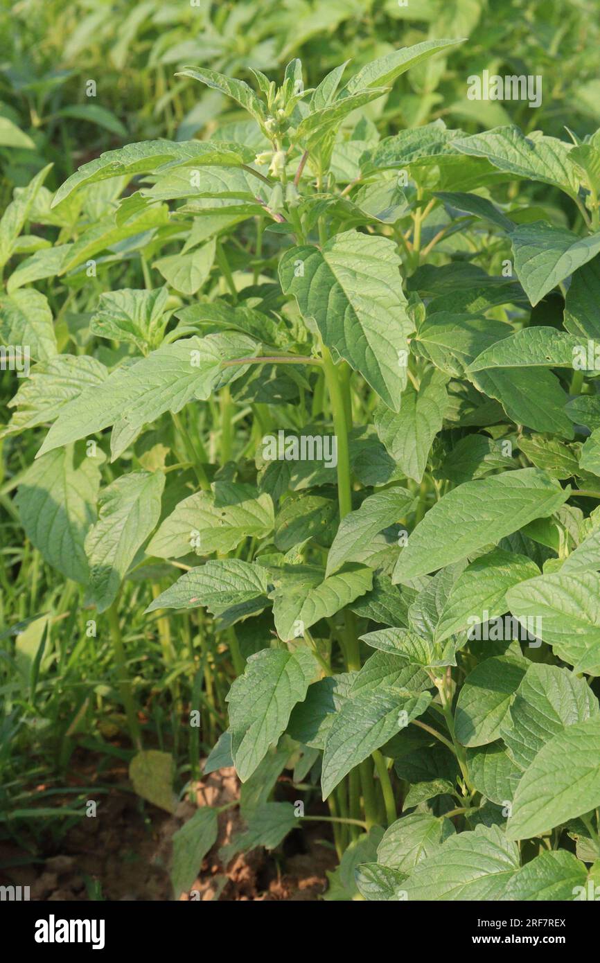 Sesamum tree plant on farm for harvest are cash crops Stock Photo - Alamy