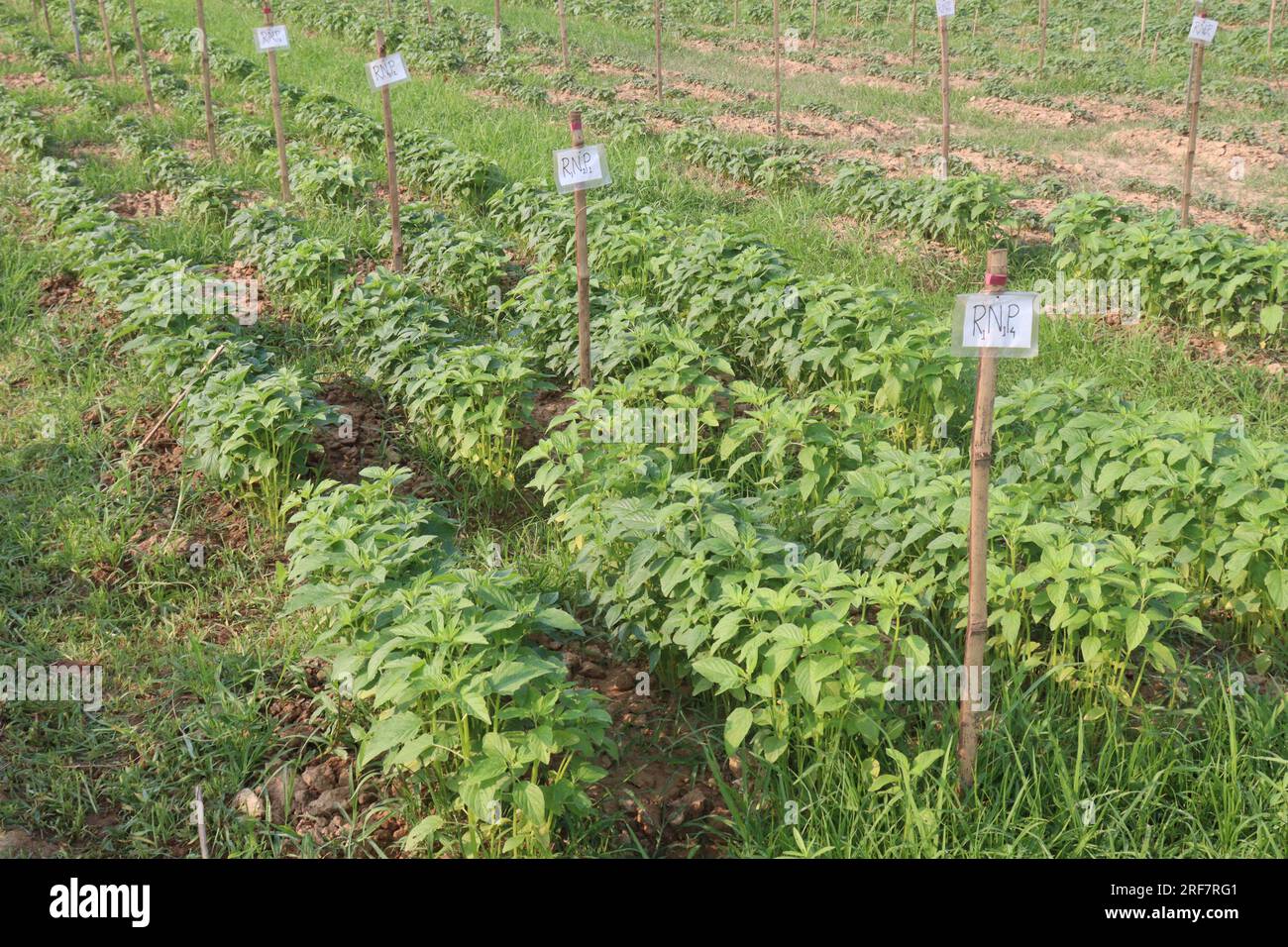 Sesamum tree plant on farm for harvest are cash crops Stock Photo - Alamy