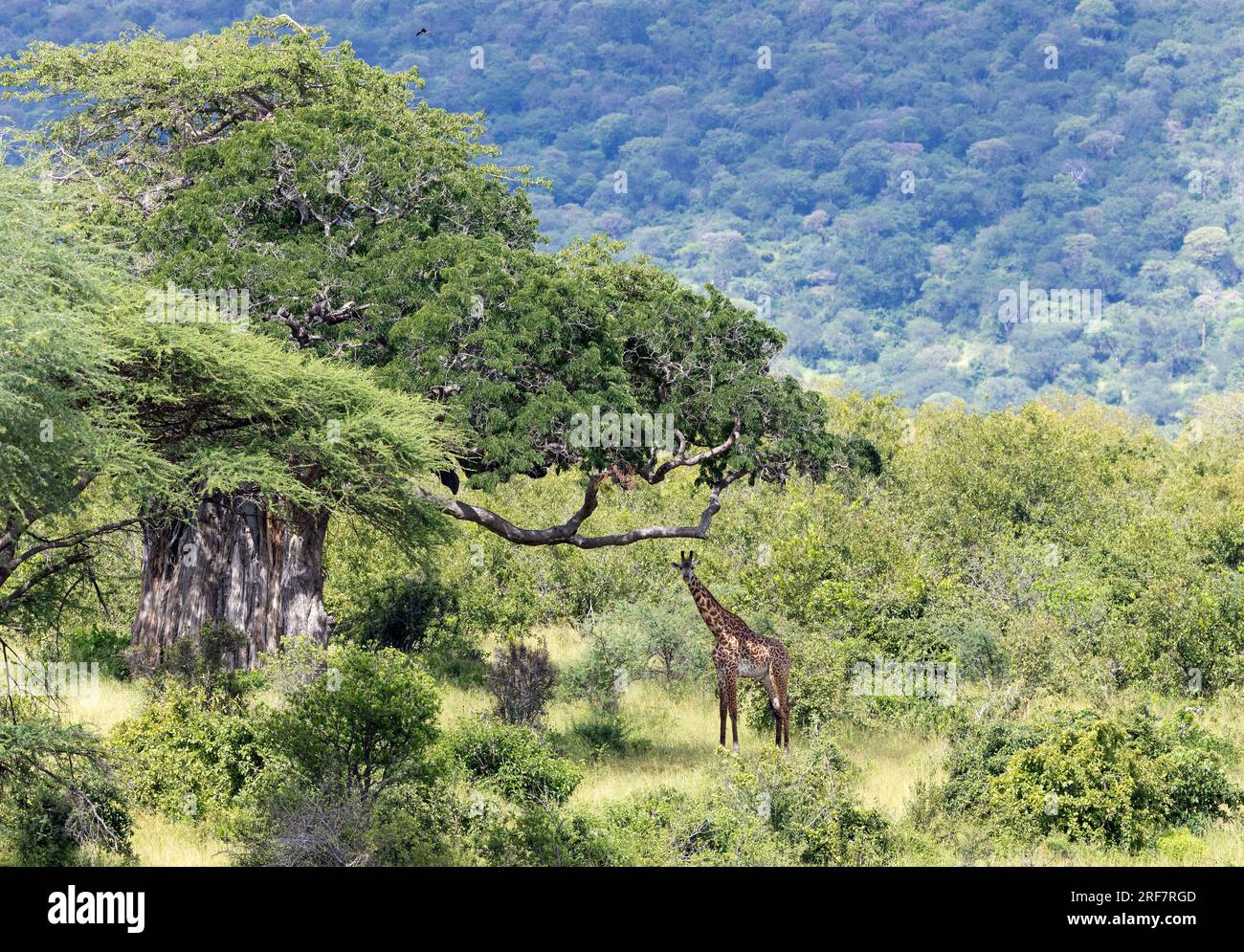Despite being the tallest animal on earth, the Giraffe is dwarfed by a ...