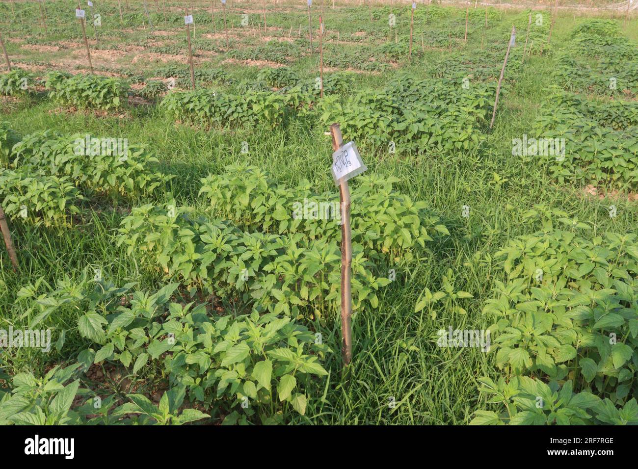 Sesamum tree plant on farm for harvest are cash crops Stock Photo - Alamy