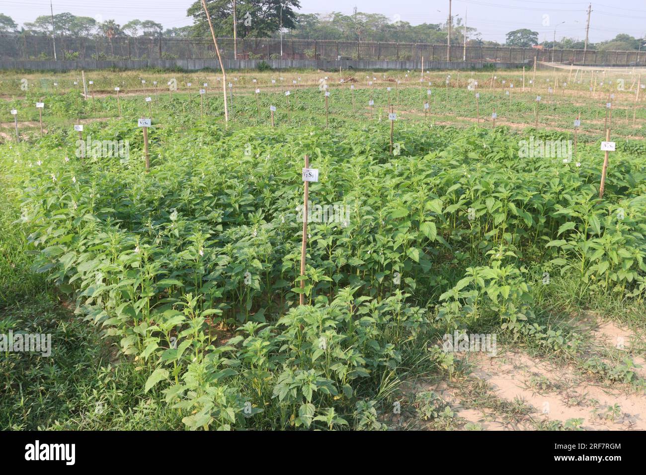 Sesamum tree plant on farm for harvest are cash crops Stock Photo - Alamy