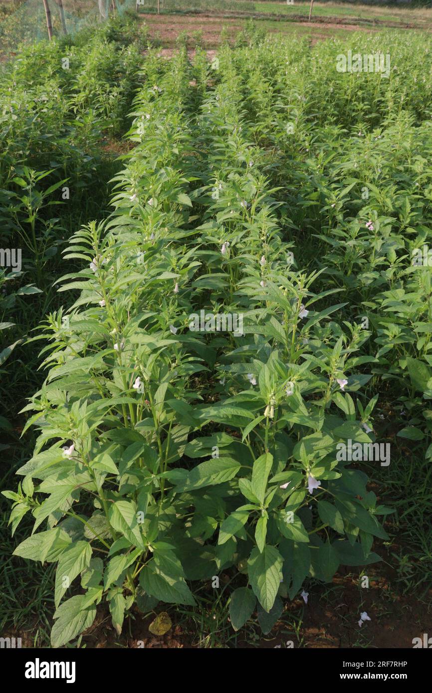 Sesamum tree plant on farm for harvest are cash crops Stock Photo - Alamy