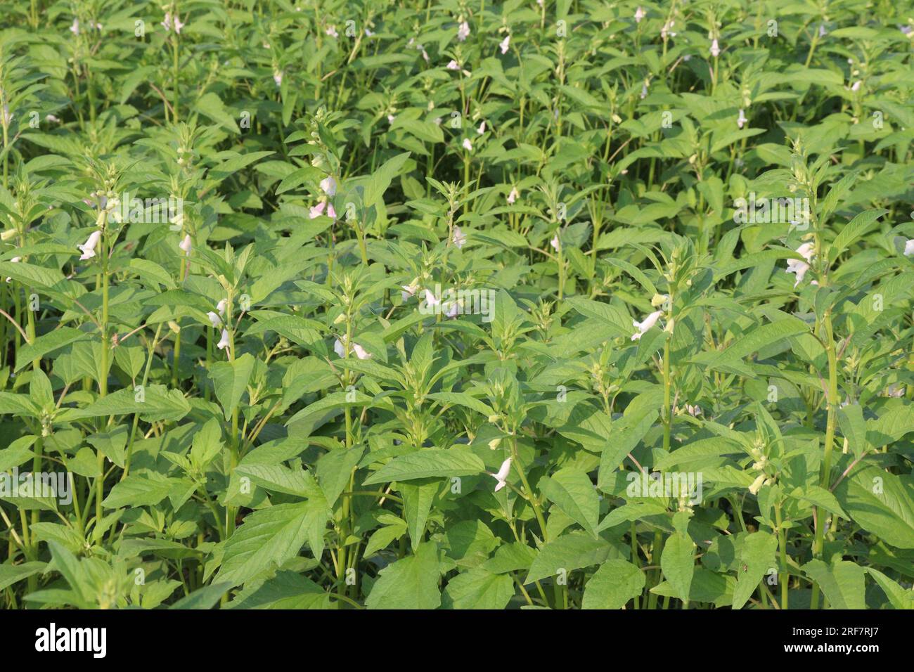 Sesamum tree plant on farm for harvest are cash crops Stock Photo - Alamy