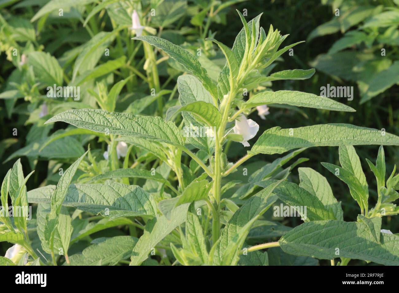 Sesamum tree plant on farm for harvest are cash crops Stock Photo - Alamy