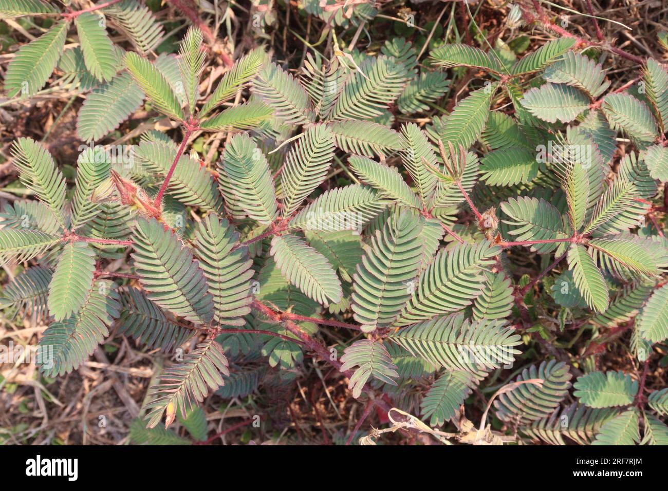 water mimosa tree plant on nursery for harvest Stock Photo - Alamy