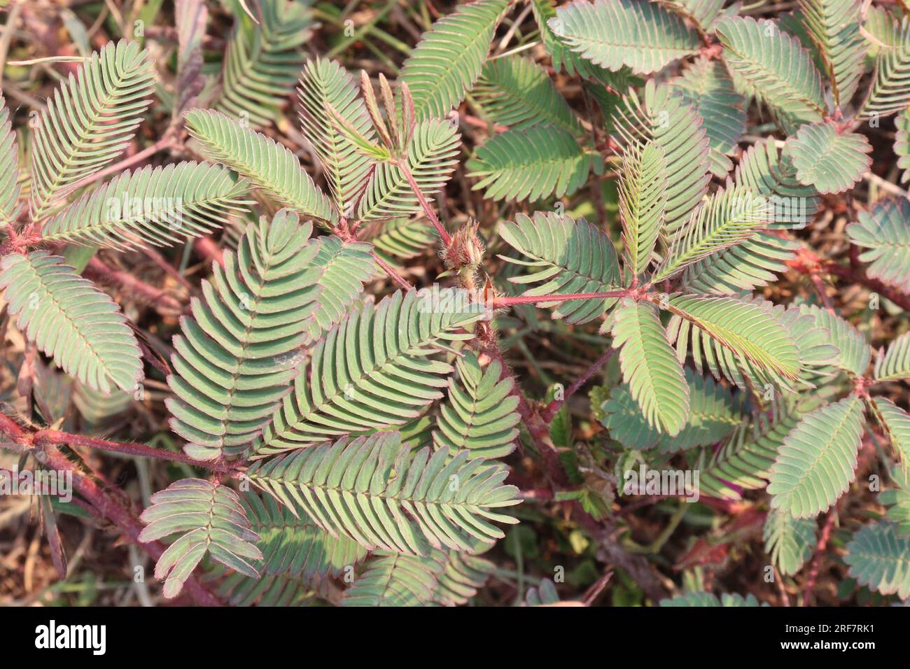 water mimosa tree plant on nursery for harvest Stock Photo - Alamy