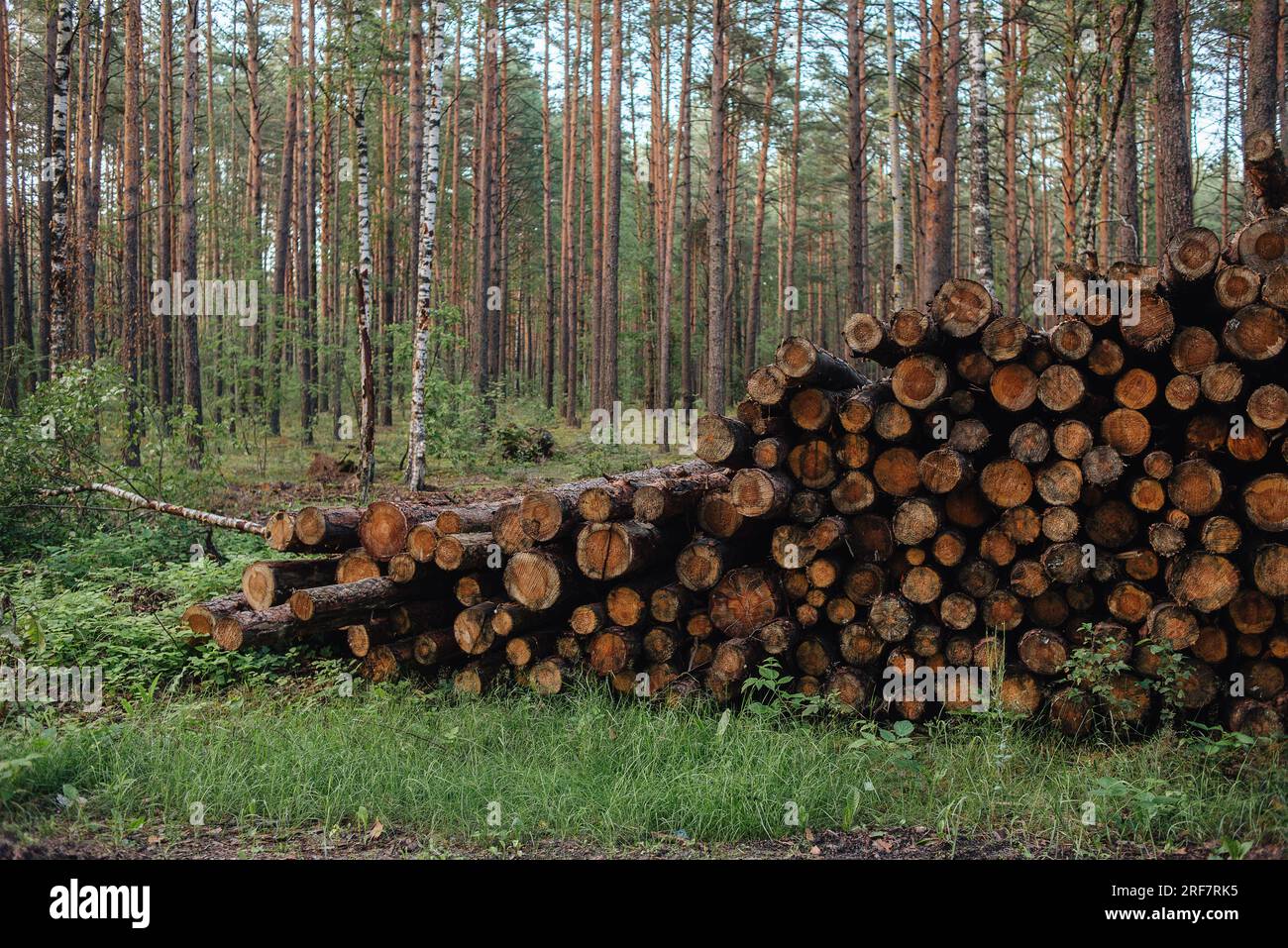 Dead wood log pile for wildlife hi-res stock photography and images - Alamy