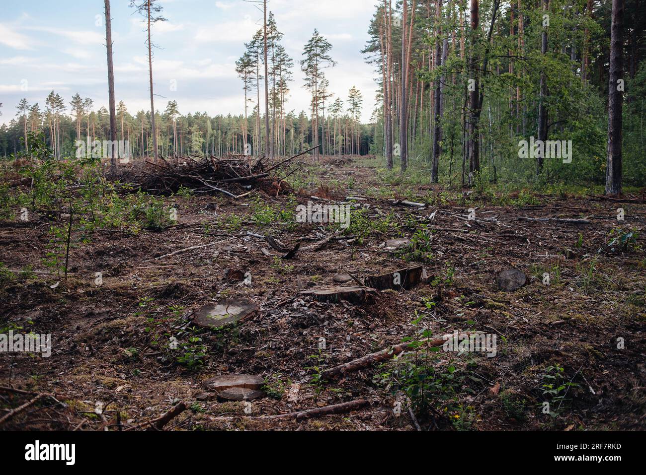 Cutting down palm trees hi-res stock photography and images - Alamy
