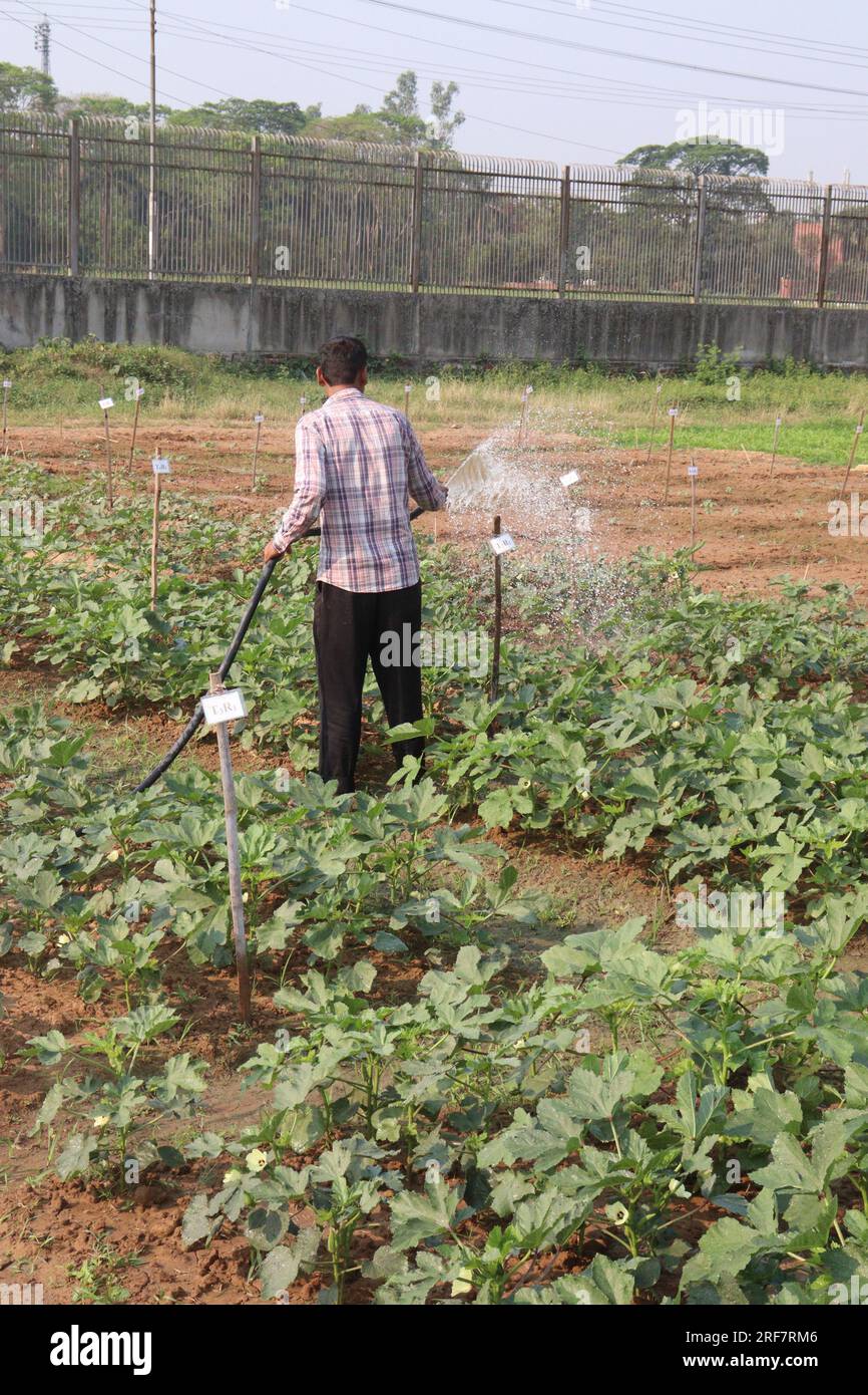 okra or lady's fingers farm with a farmer for harvest are cash crops ...