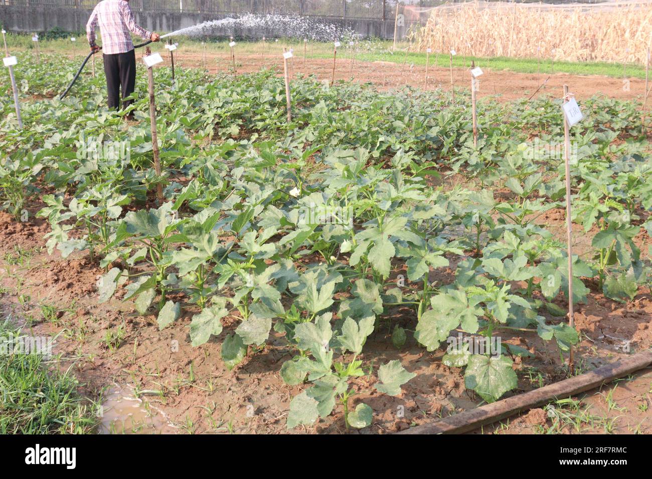 okra or lady's fingers farm with a farmer for harvest are cash crops ...