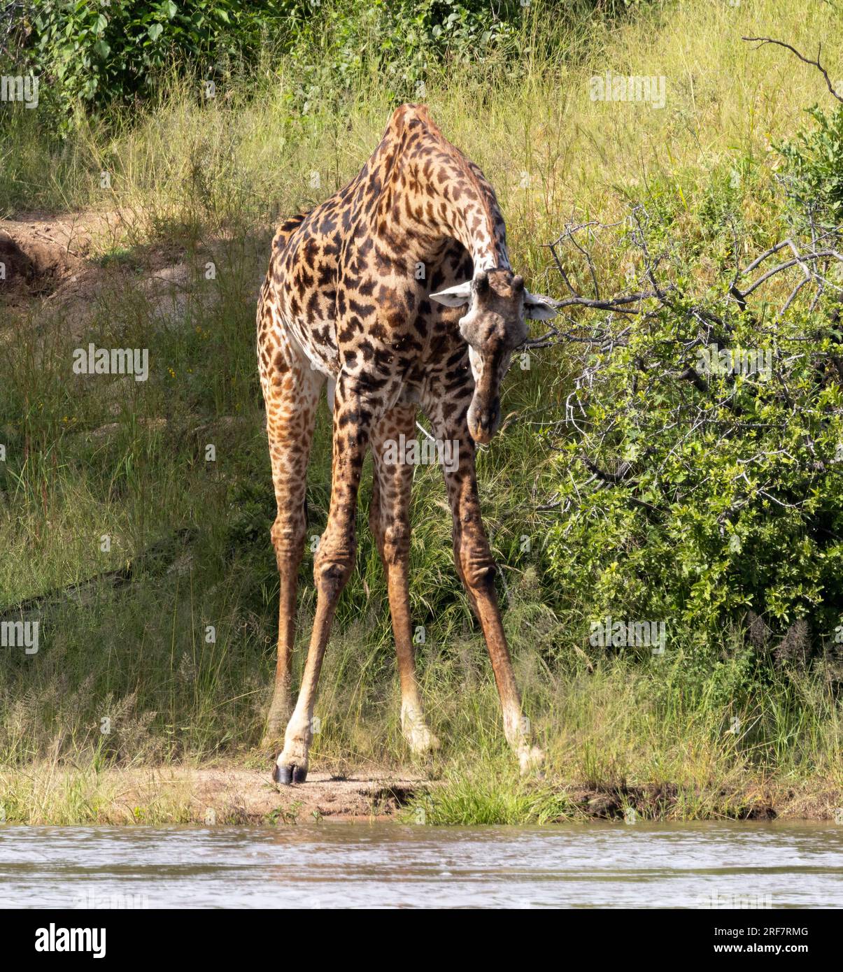 Giraffes Predators