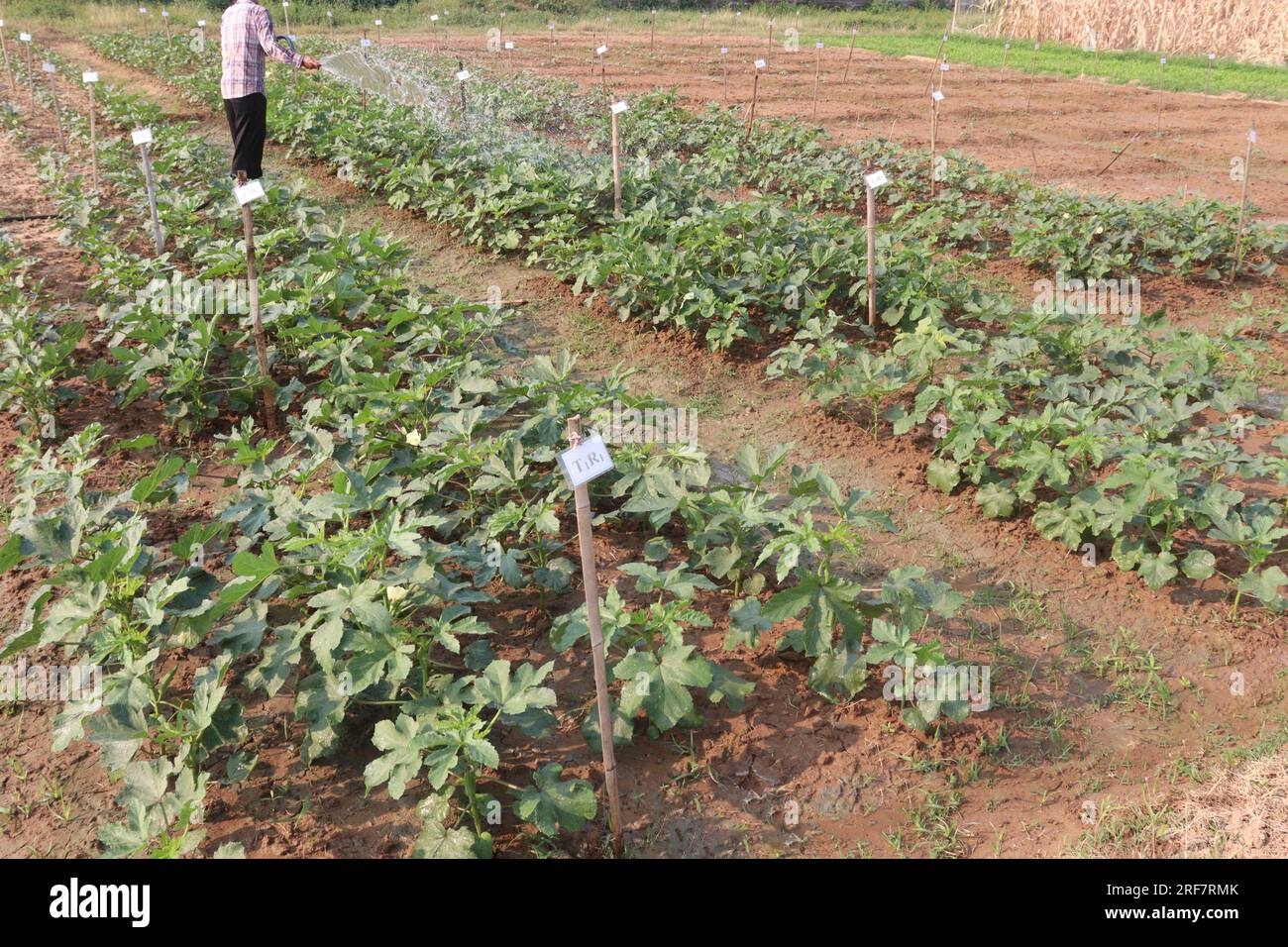 okra or lady's fingers farm with a farmer for harvest are cash crops ...