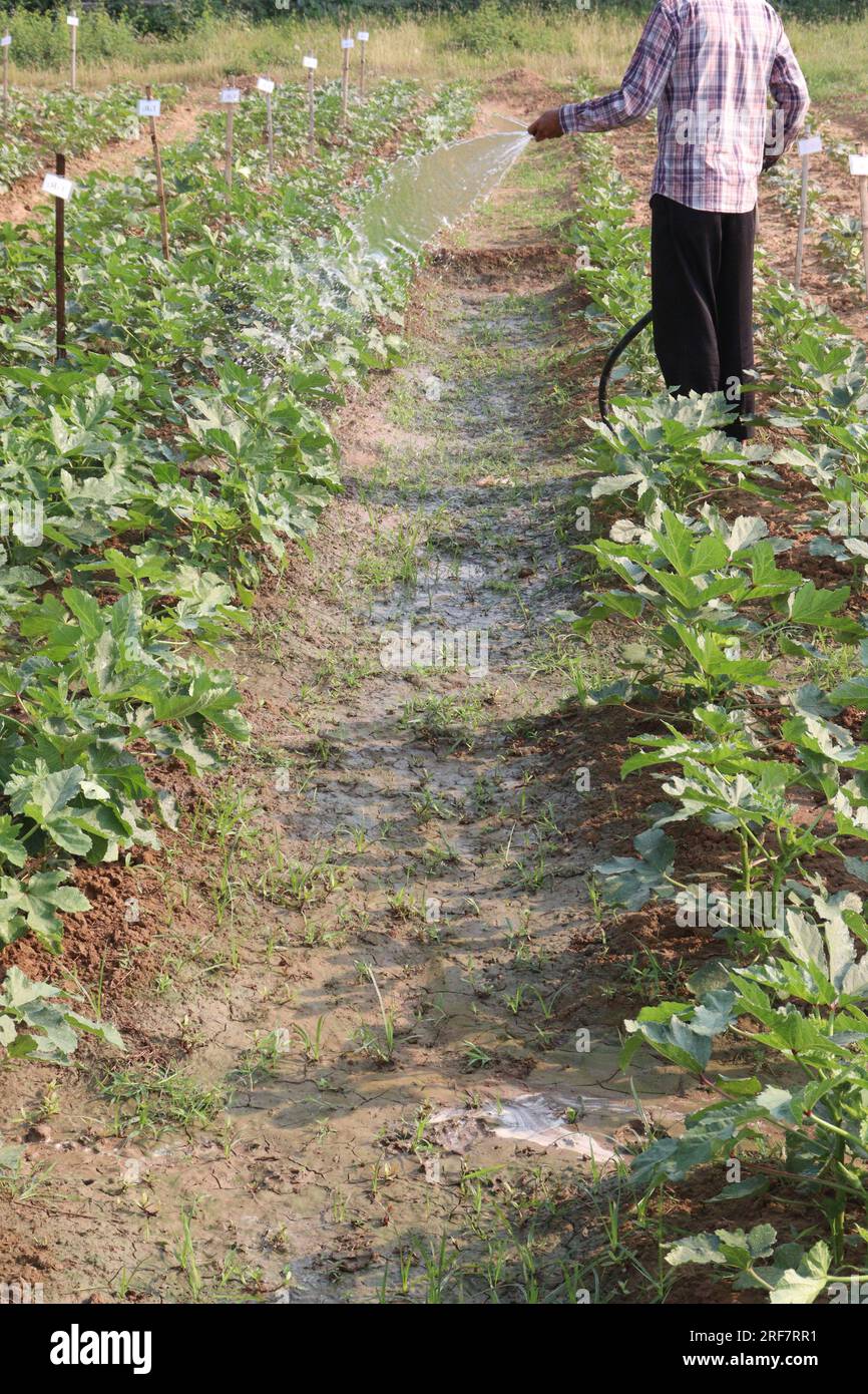 okra or lady's fingers farm with a farmer for harvest are cash crops ...
