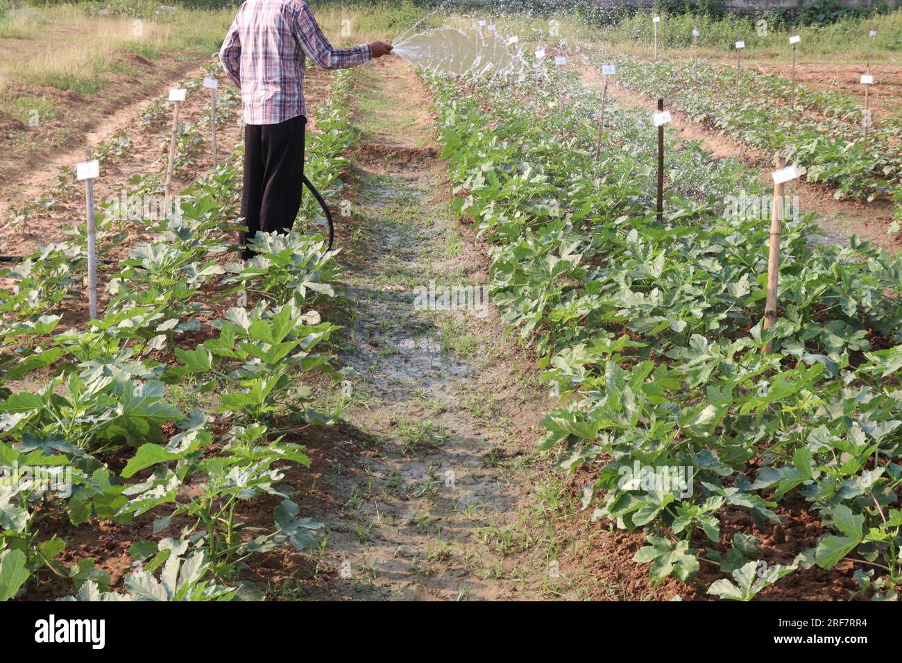 okra or lady's fingers farm with a farmer for harvest are cash crops ...