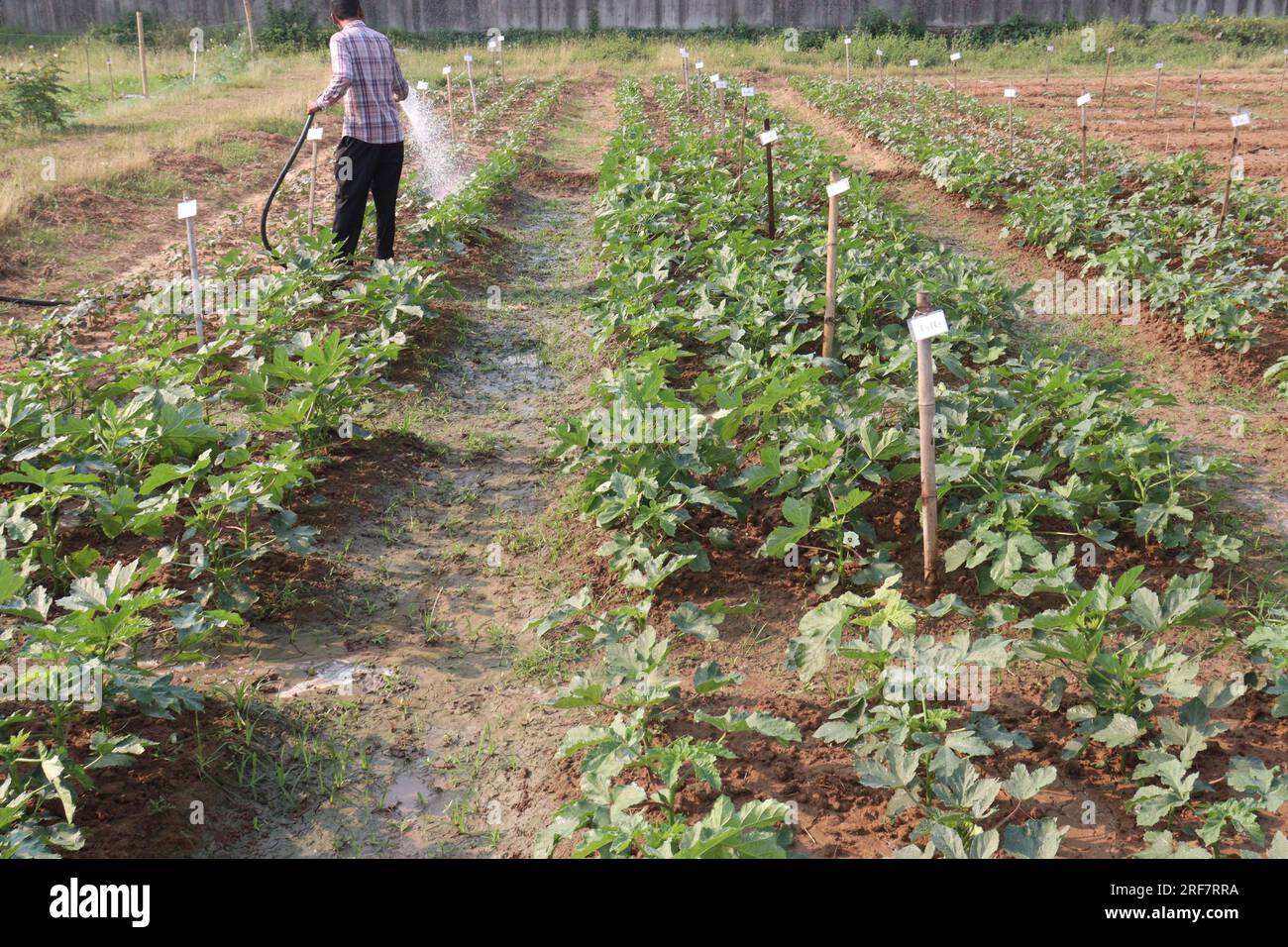 okra or lady's fingers farm with a farmer for harvest are cash crops ...