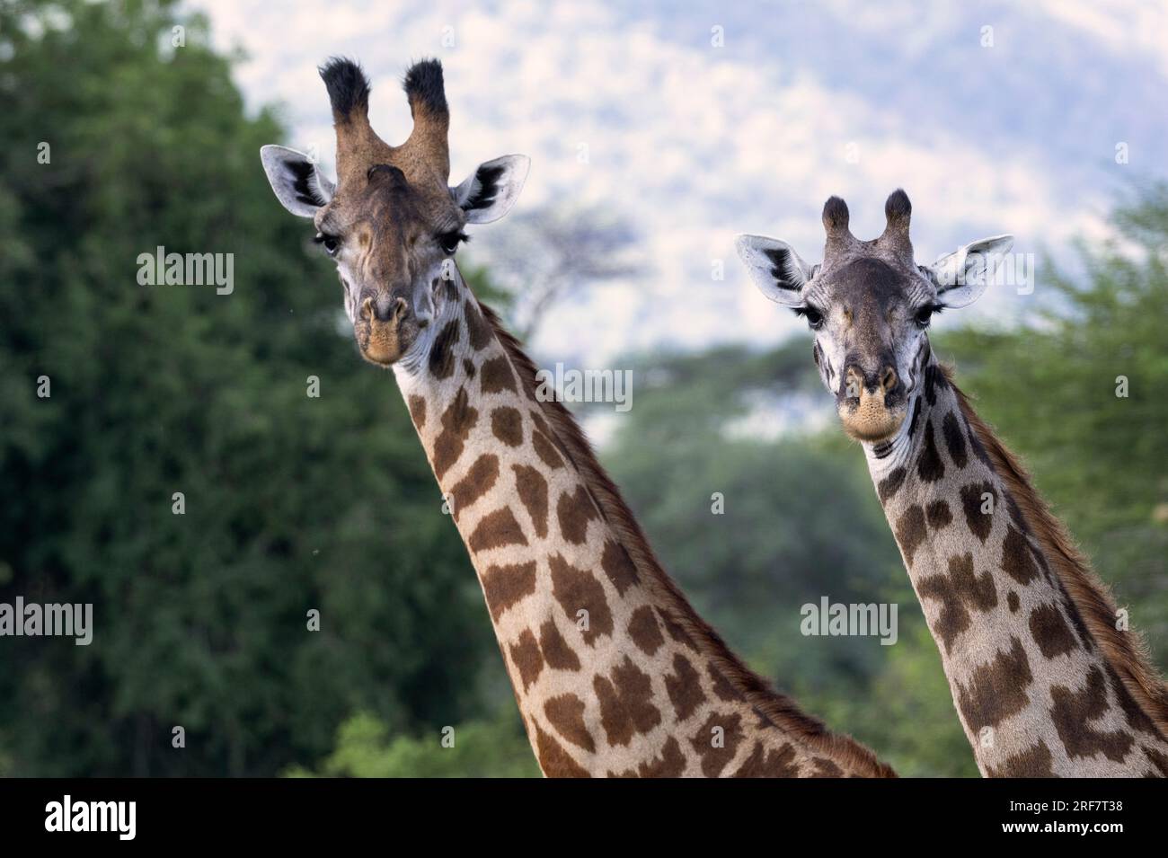 A pair of Giraffe stare at the vehicle. The young male has the more ...