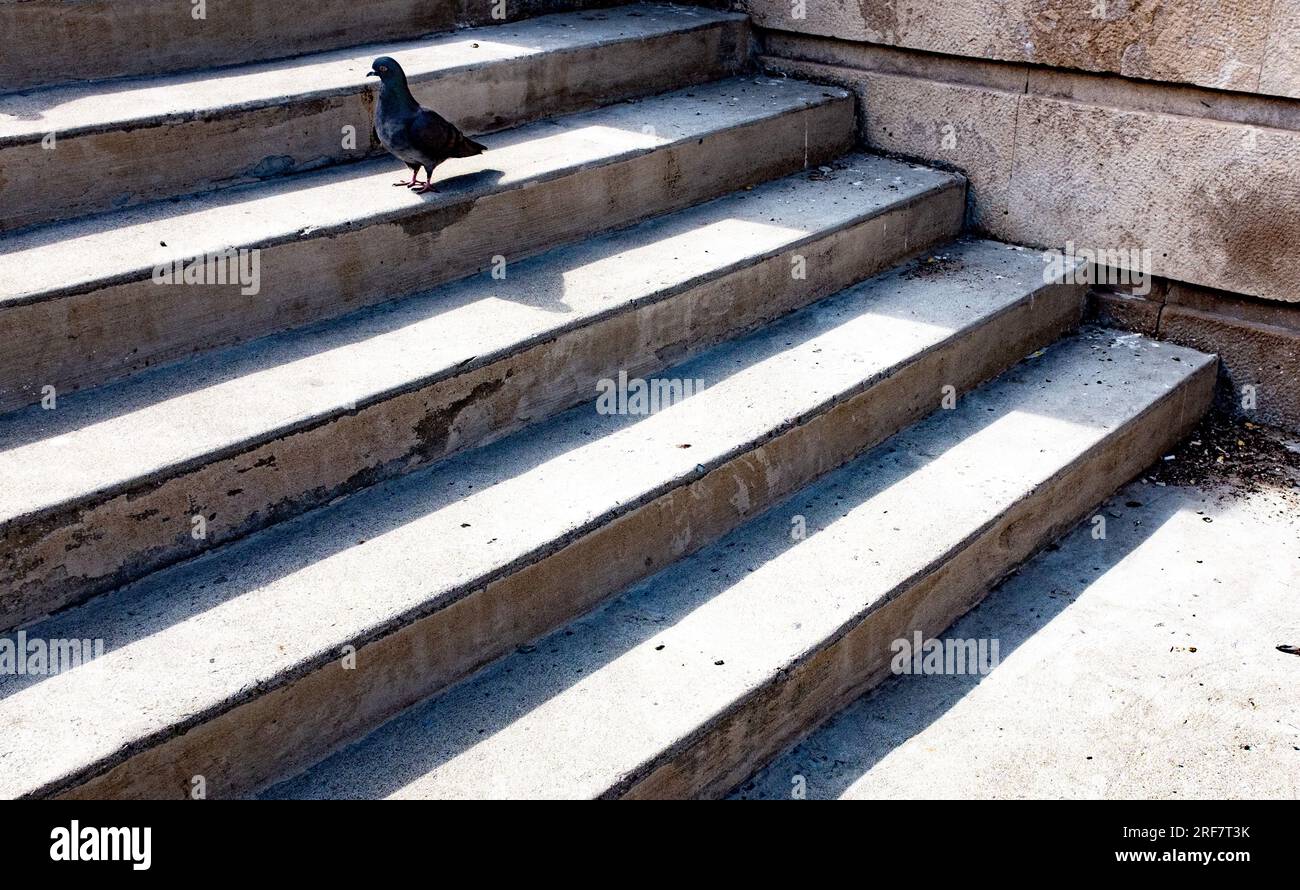 Pigeon sitting on steps in Toronto Canada Stock Photo - Alamy