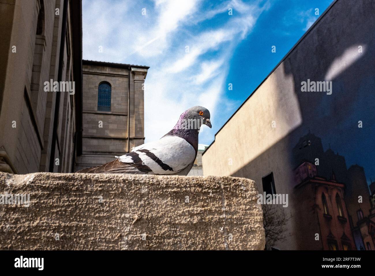 Pigeon sitting in downtown Toronto Canada Stock Photo - Alamy