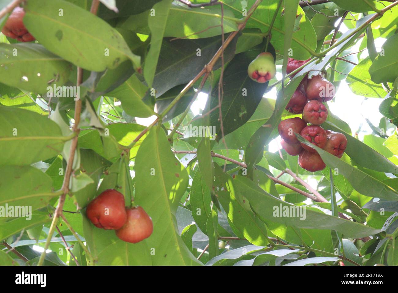 Watery rose apple on tree The is cultivated for its wood and edible ...