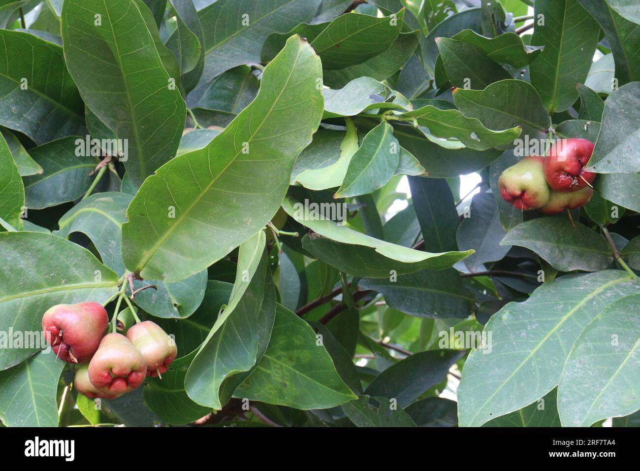 Watery rose apple on tree The is cultivated for its wood and edible ...