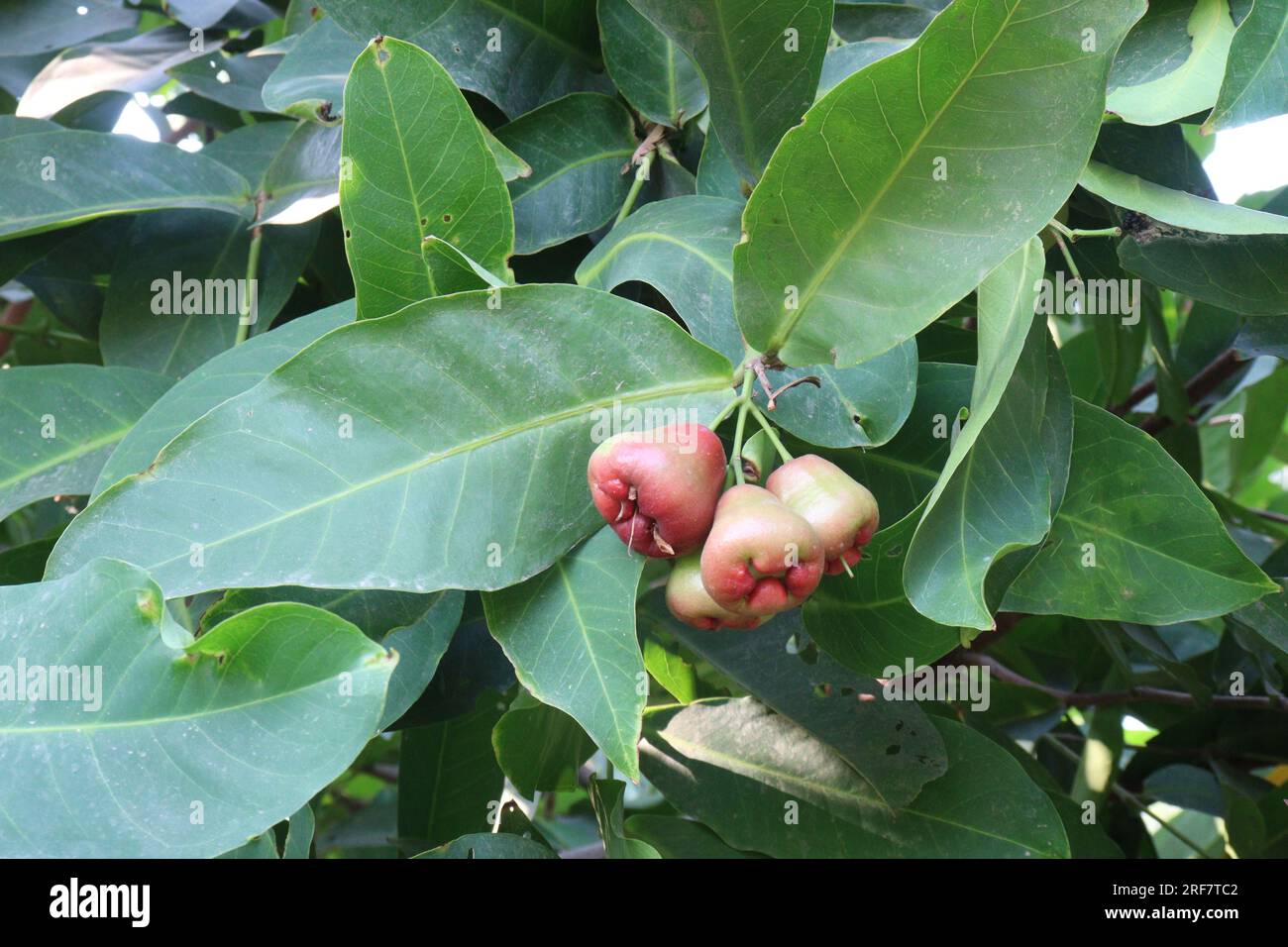 Watery rose apple on tree The is cultivated for its wood and edible ...