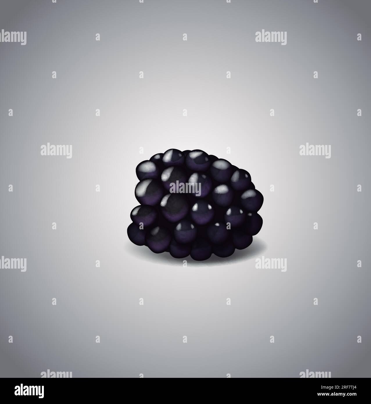 Blackberries white background Stock Vector Images - Alamy