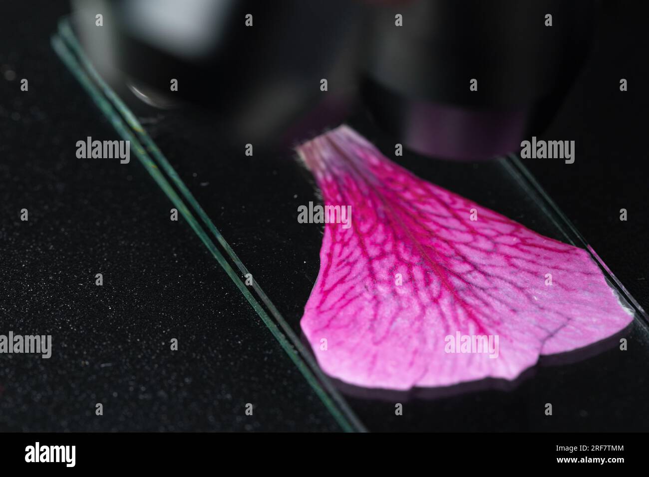 Pink flower leaf on a glass slide on a microscope Stock Photo - Alamy