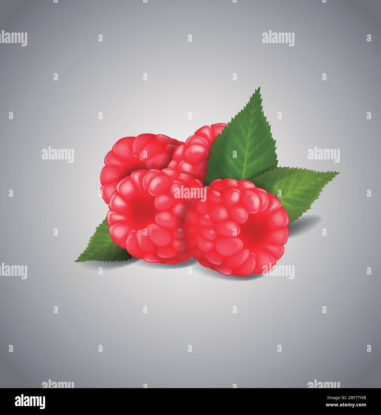 Ripe Raspberry fruits isolated on white background. Vector green leaves ...