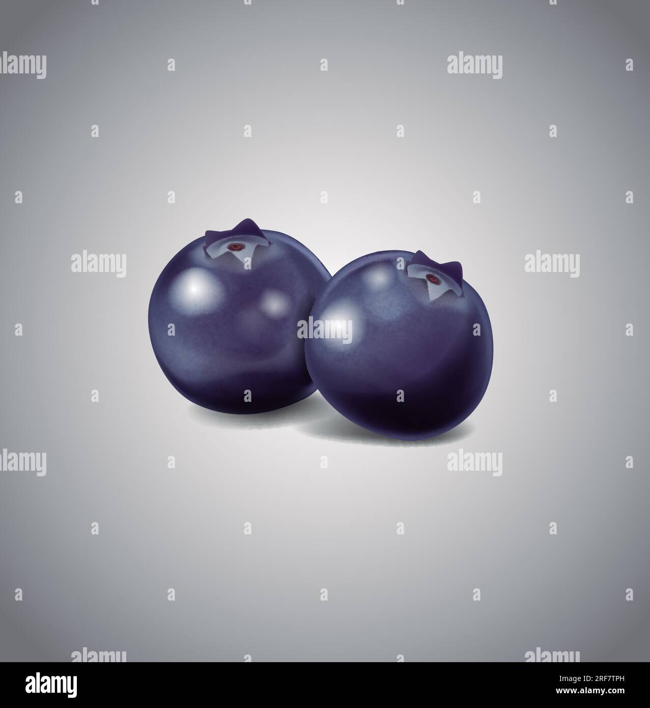 Blueberry fruits isolated on white background. Vector berrie Stock ...