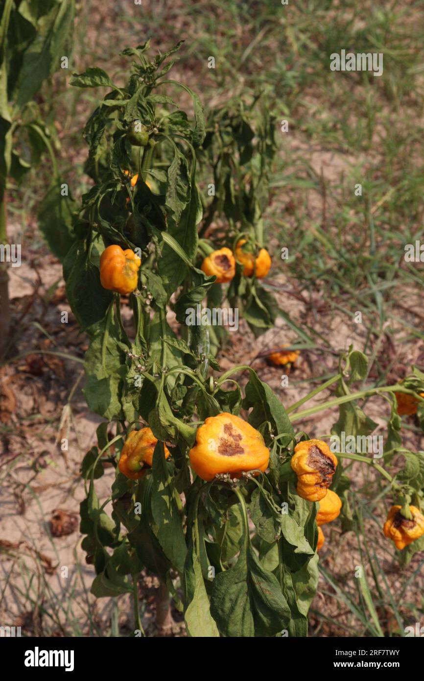 chili pepper on tree in farm for harvest are cash crops Stock Photo - Alamy