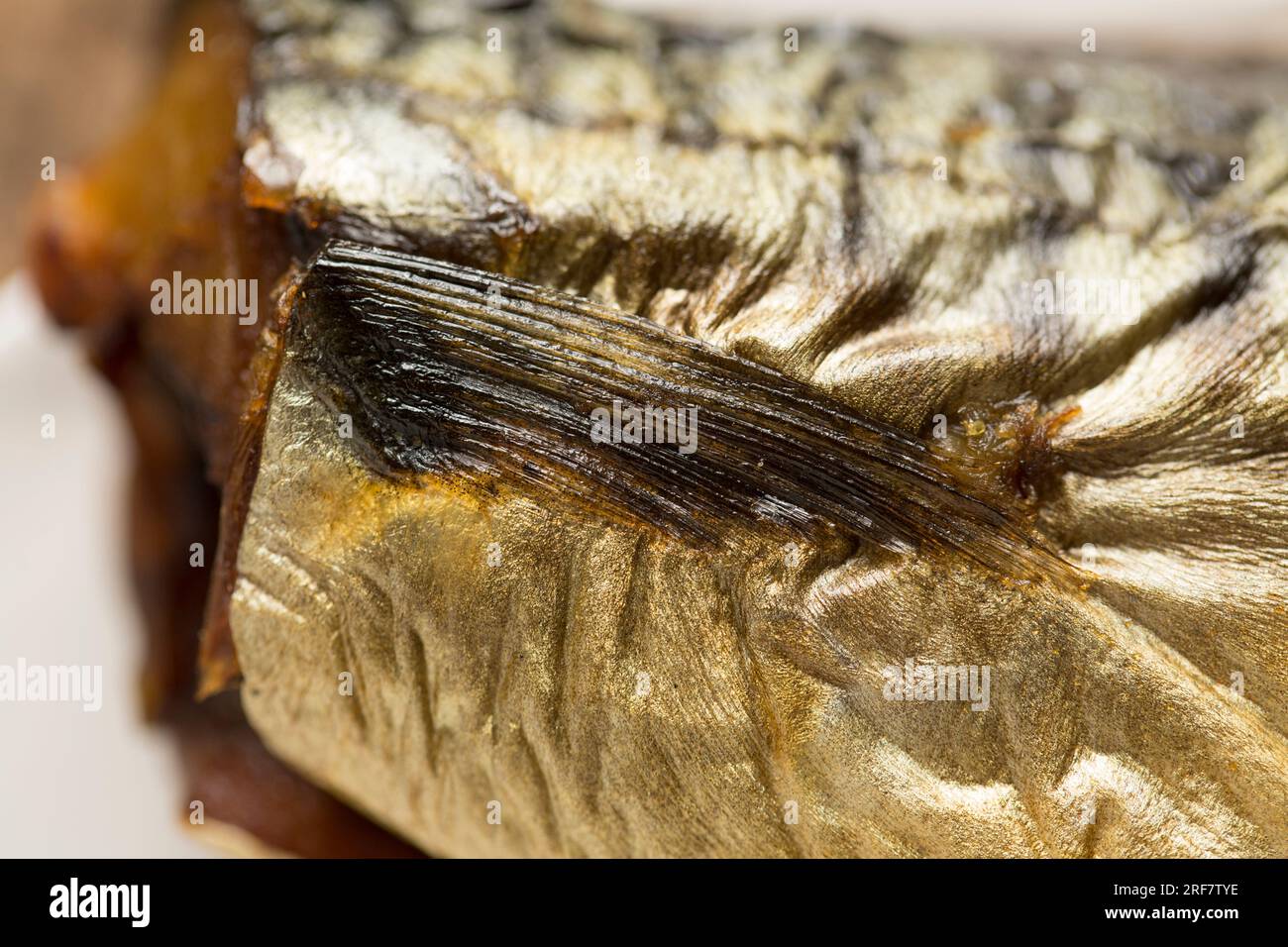Detail of the skin of a hot smoked mackerel, Scomber scombrus, that ...