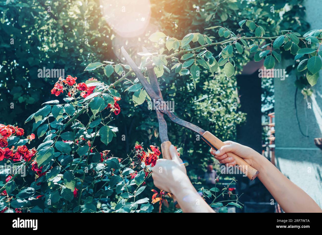 Man worker cutting bushes hi-res stock photography and images - Alamy