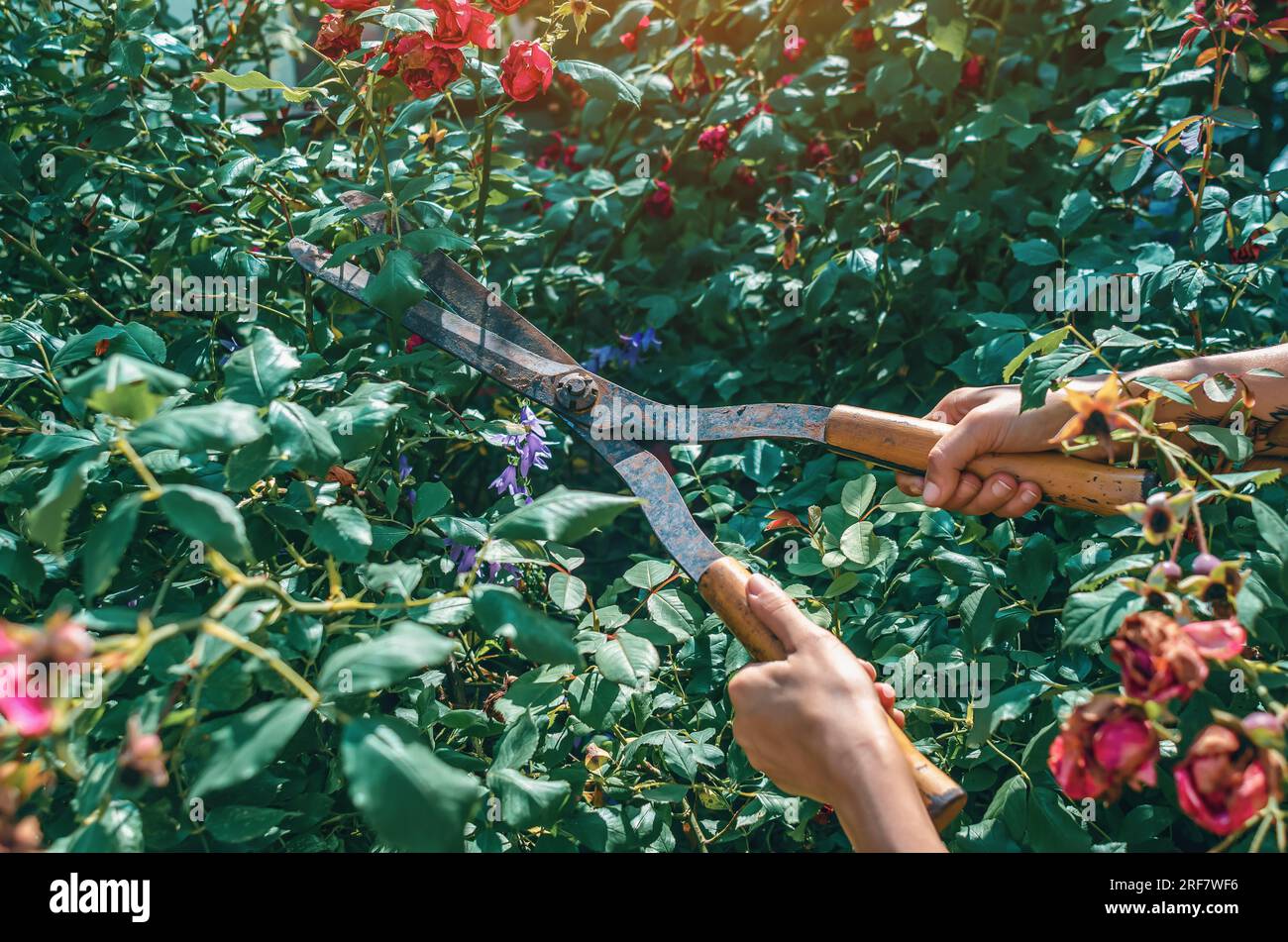 The gardener hands are pruned with special pruning shears bush roses in ...