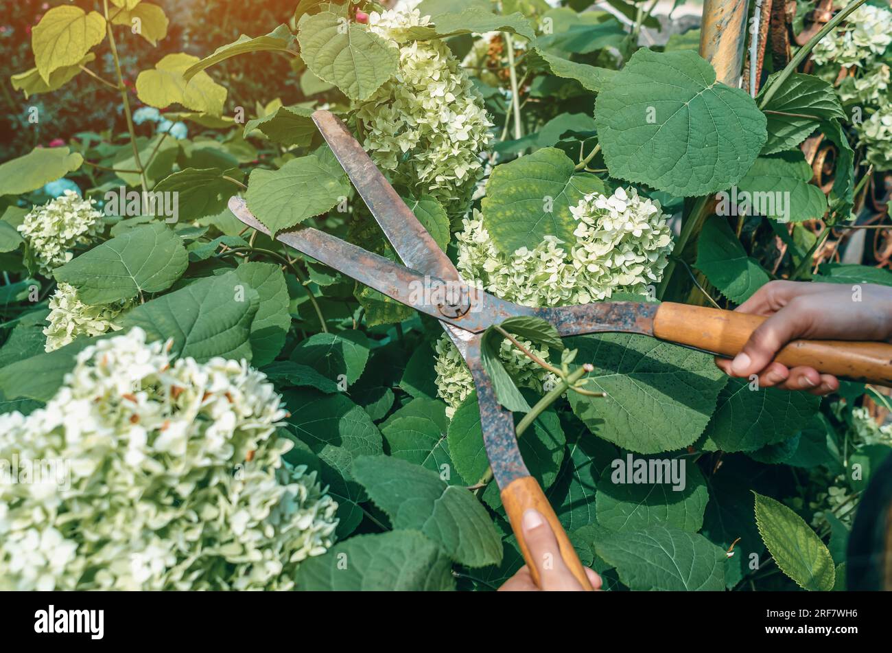The gardener hands are pruned with special pruning shears bush roses in ...