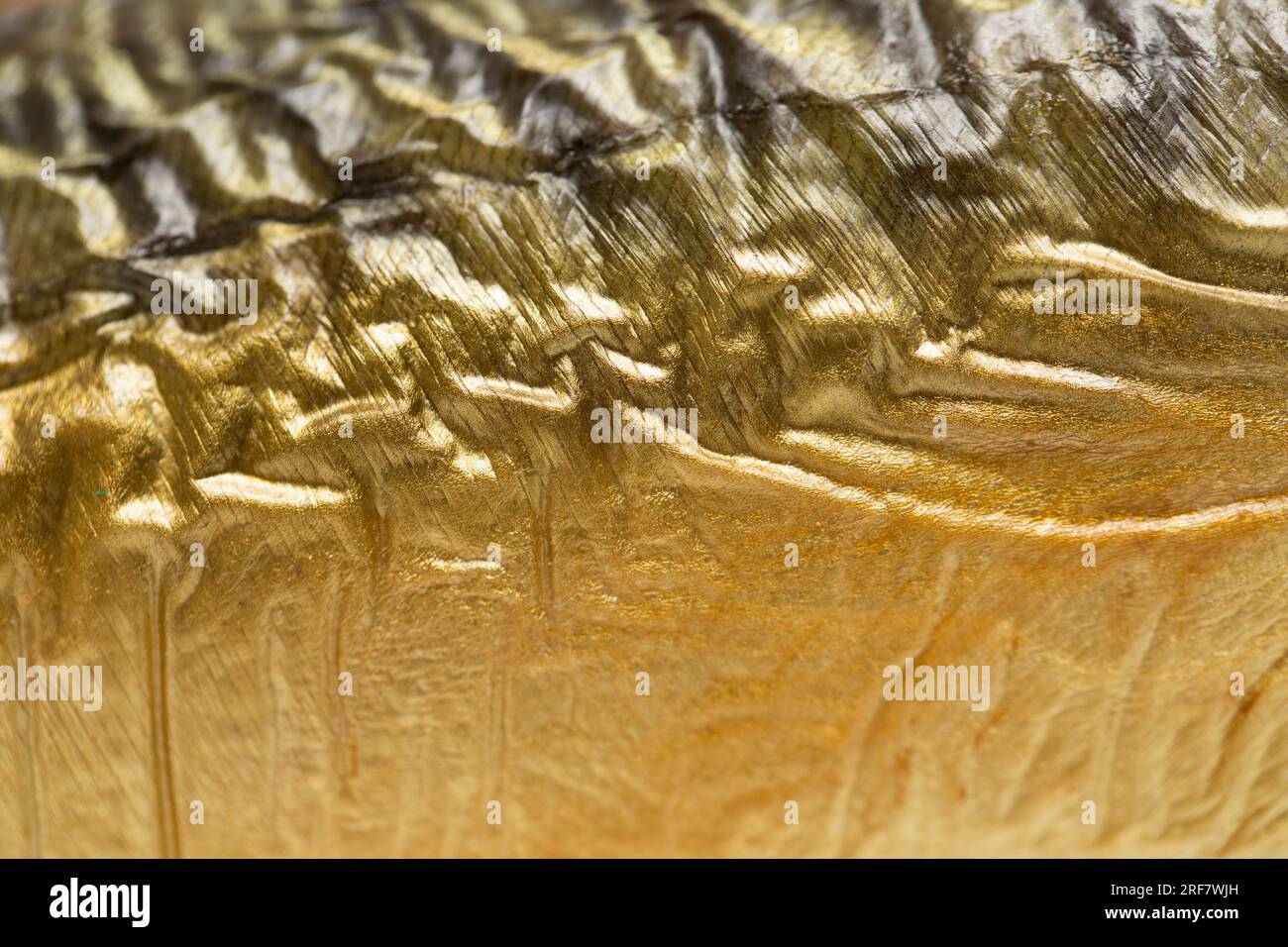 Detail of the skin of a hot smoked mackerel, Scomber scombrus, that ...