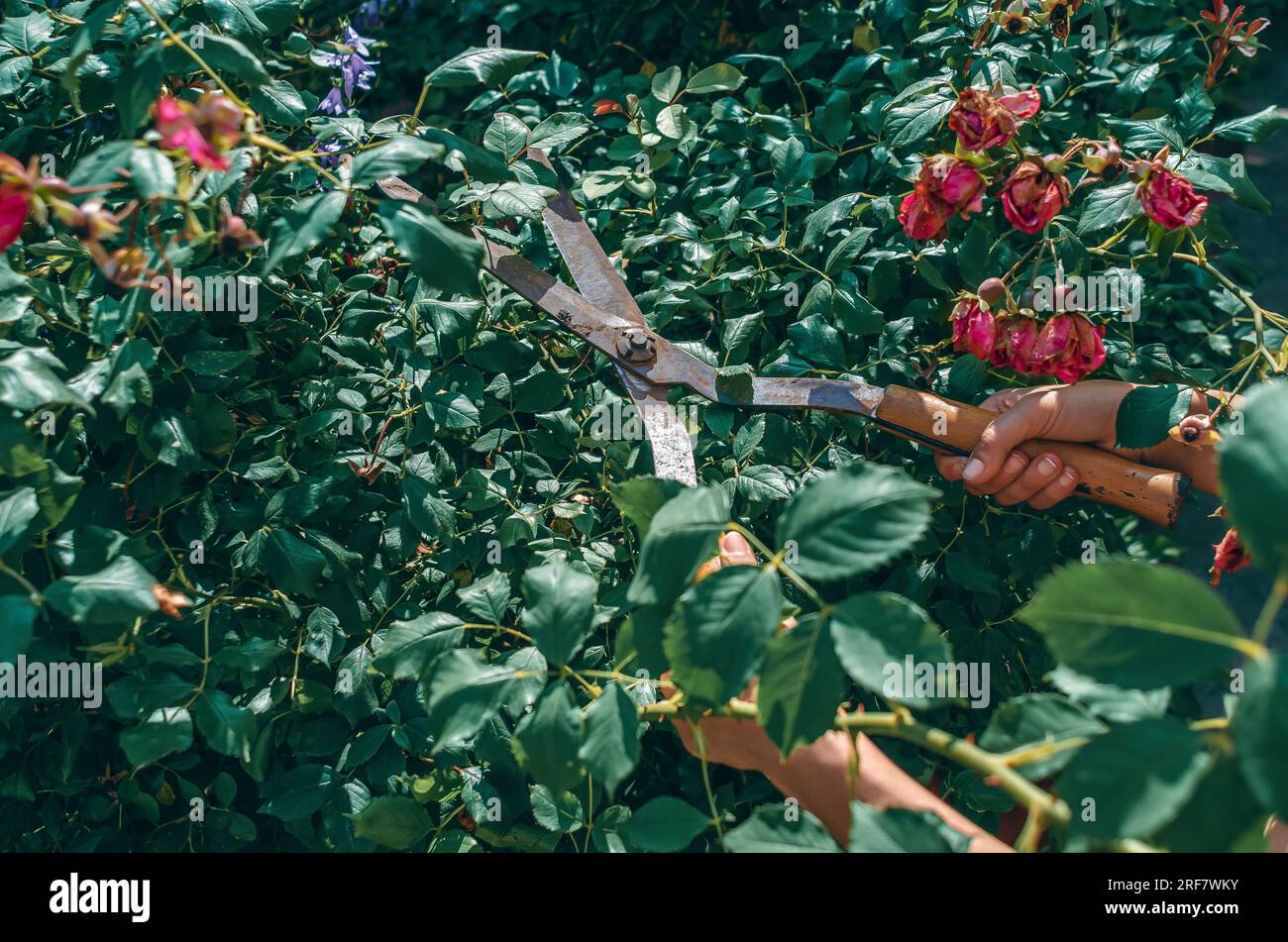 The gardener hands are pruned with special pruning shears bush roses in ...