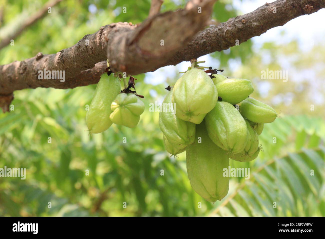 Averrhoa bilimbi on tree for harvest are cash crops Stock Photo - Alamy