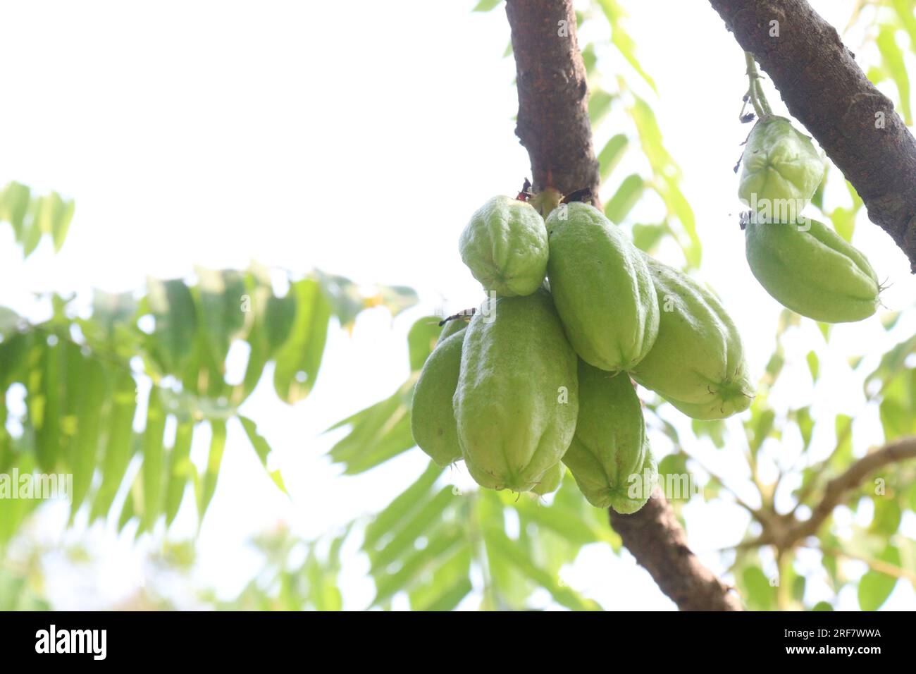 Averrhoa bilimbi on tree for harvest are cash crops Stock Photo - Alamy