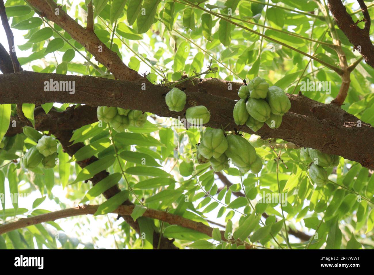 Averrhoa bilimbi on tree for harvest are cash crops Stock Photo - Alamy
