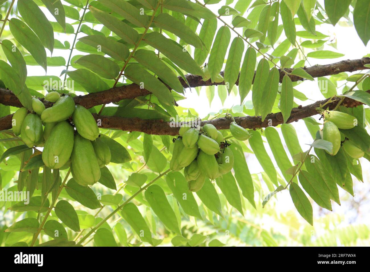 Averrhoa bilimbi on tree for harvest are cash crops Stock Photo - Alamy